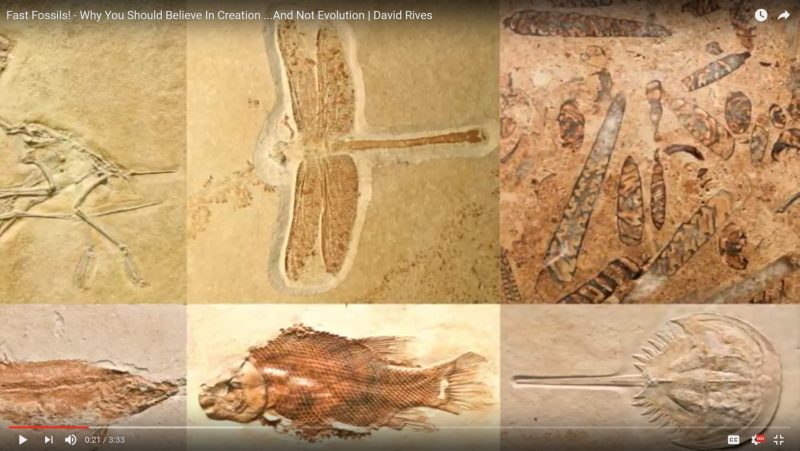 Fast Fossils! – Why You Should Believe In Creation …And Not Evolution ...