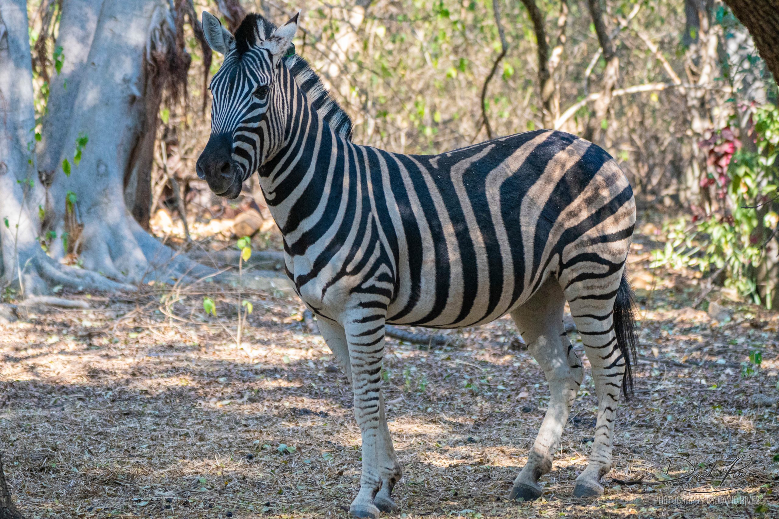 South AFRICA photo safari and creation tour with david rives – african ...