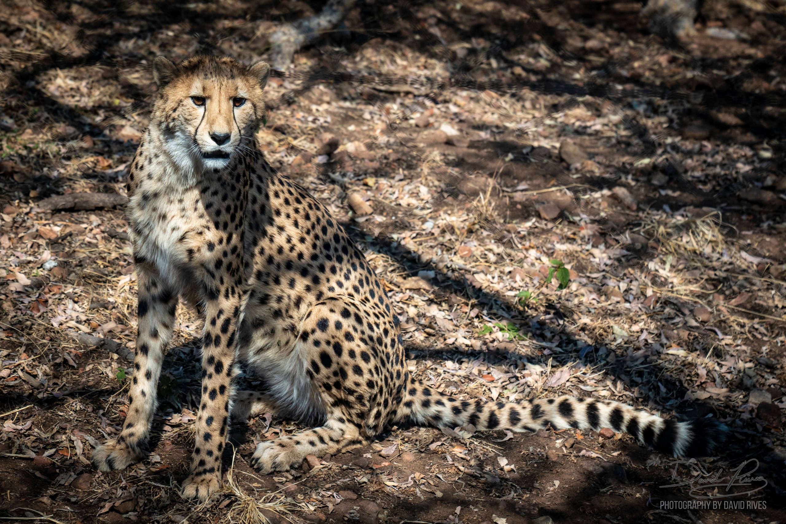 South AFRICA photo safari and creation tour with david rives – african ...
