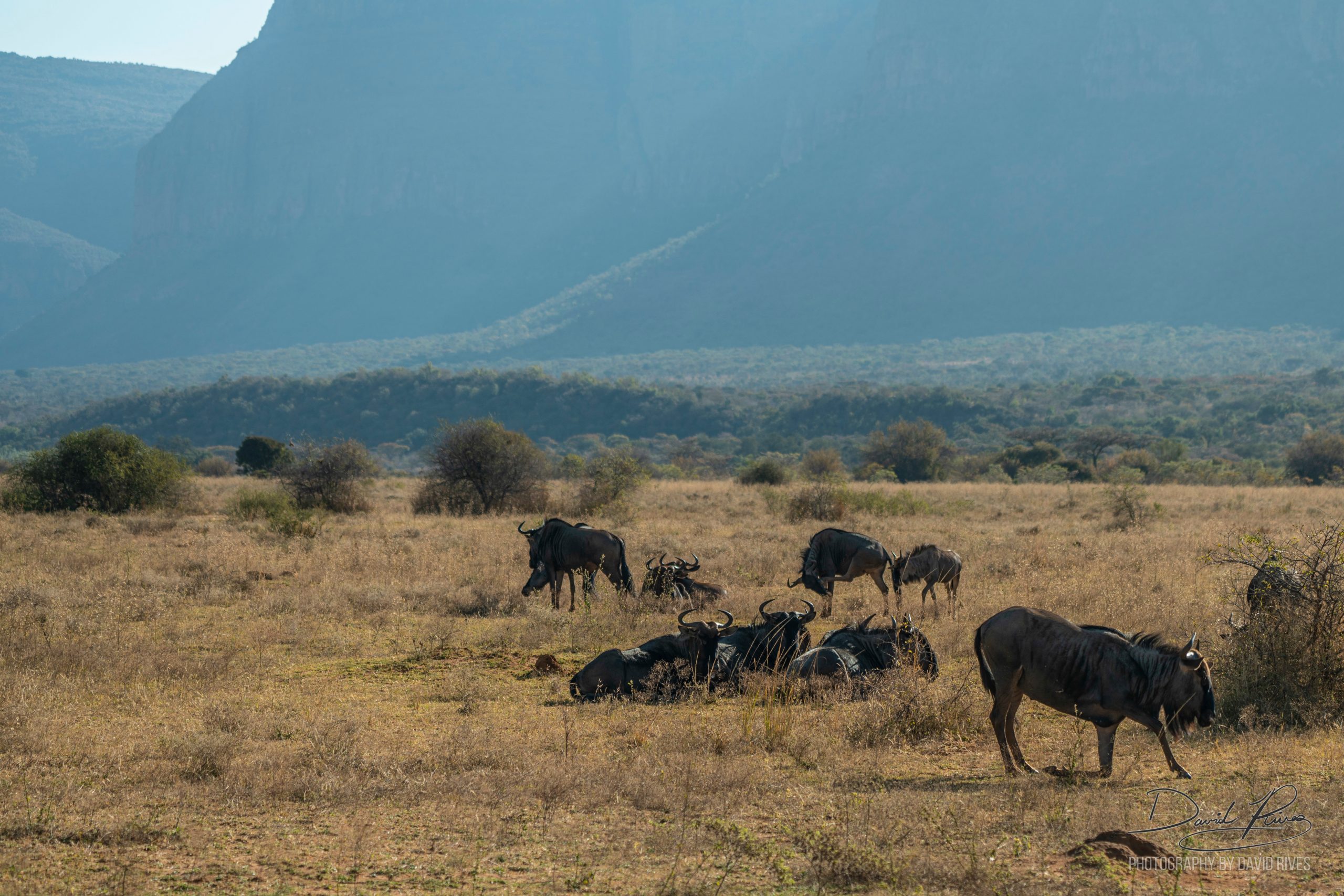 South AFRICA photo safari and creation tour with david rives – african ...