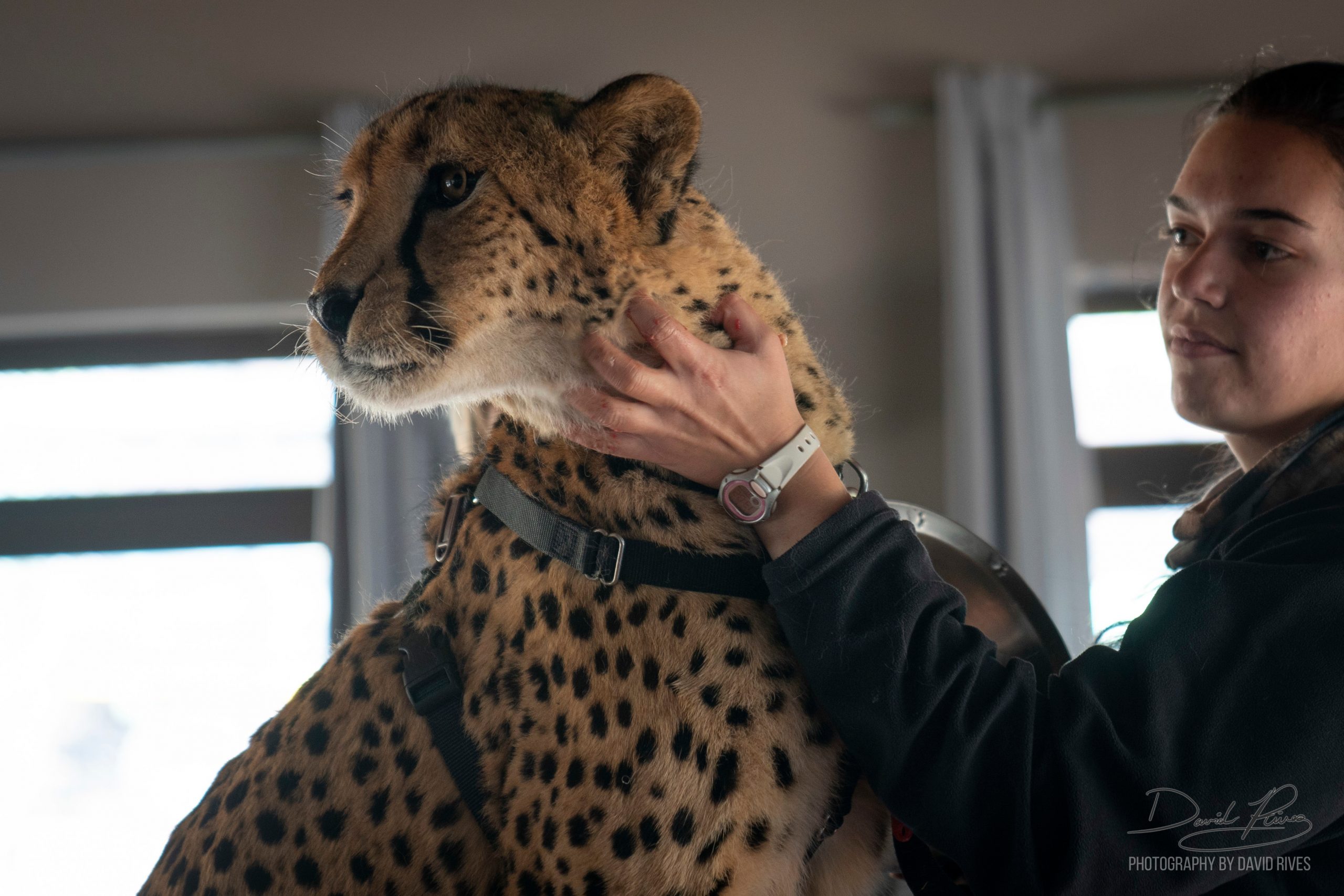 South AFRICA photo safari and creation tour with david rives – african ...