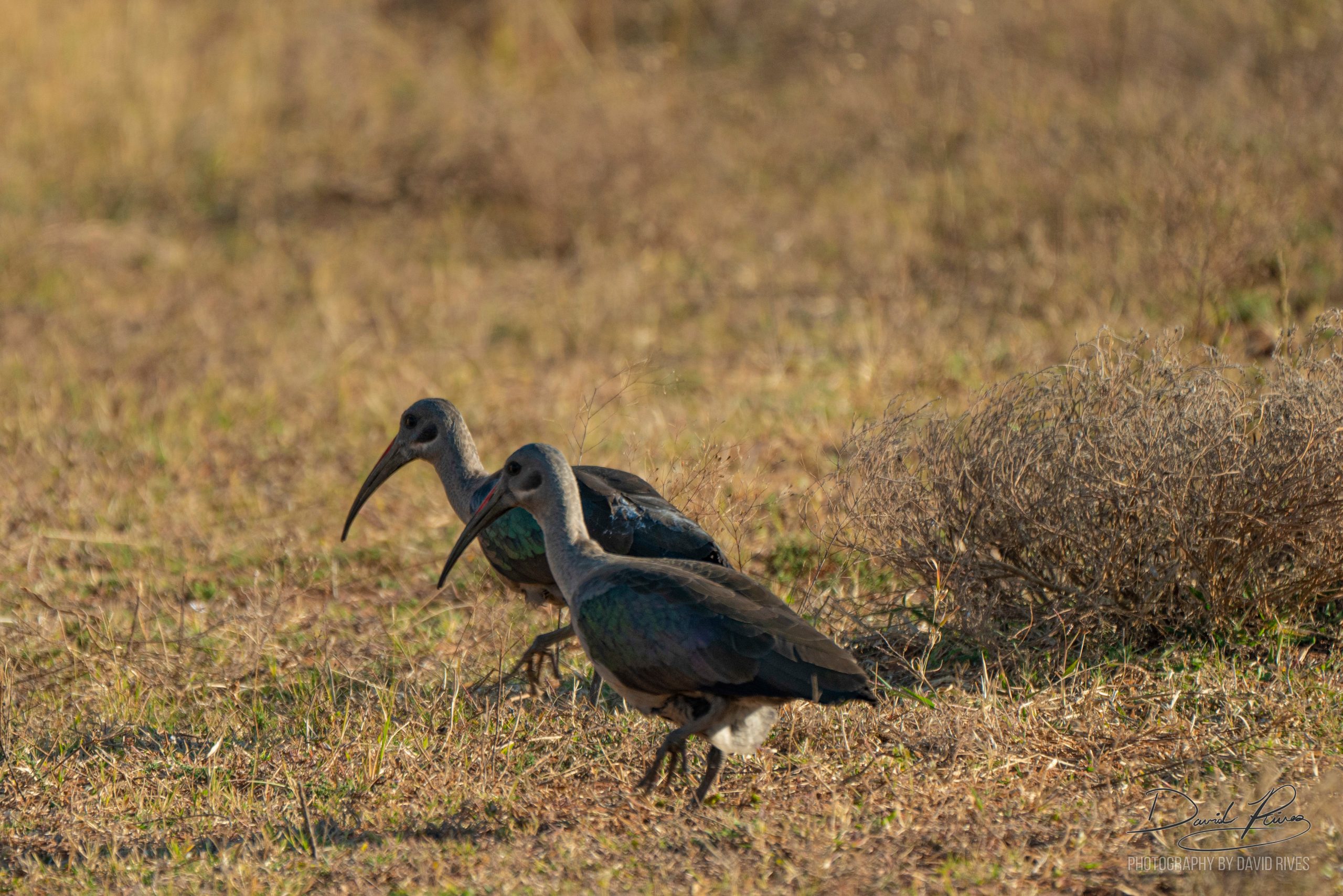 South AFRICA photo safari and creation tour with david rives – african ...