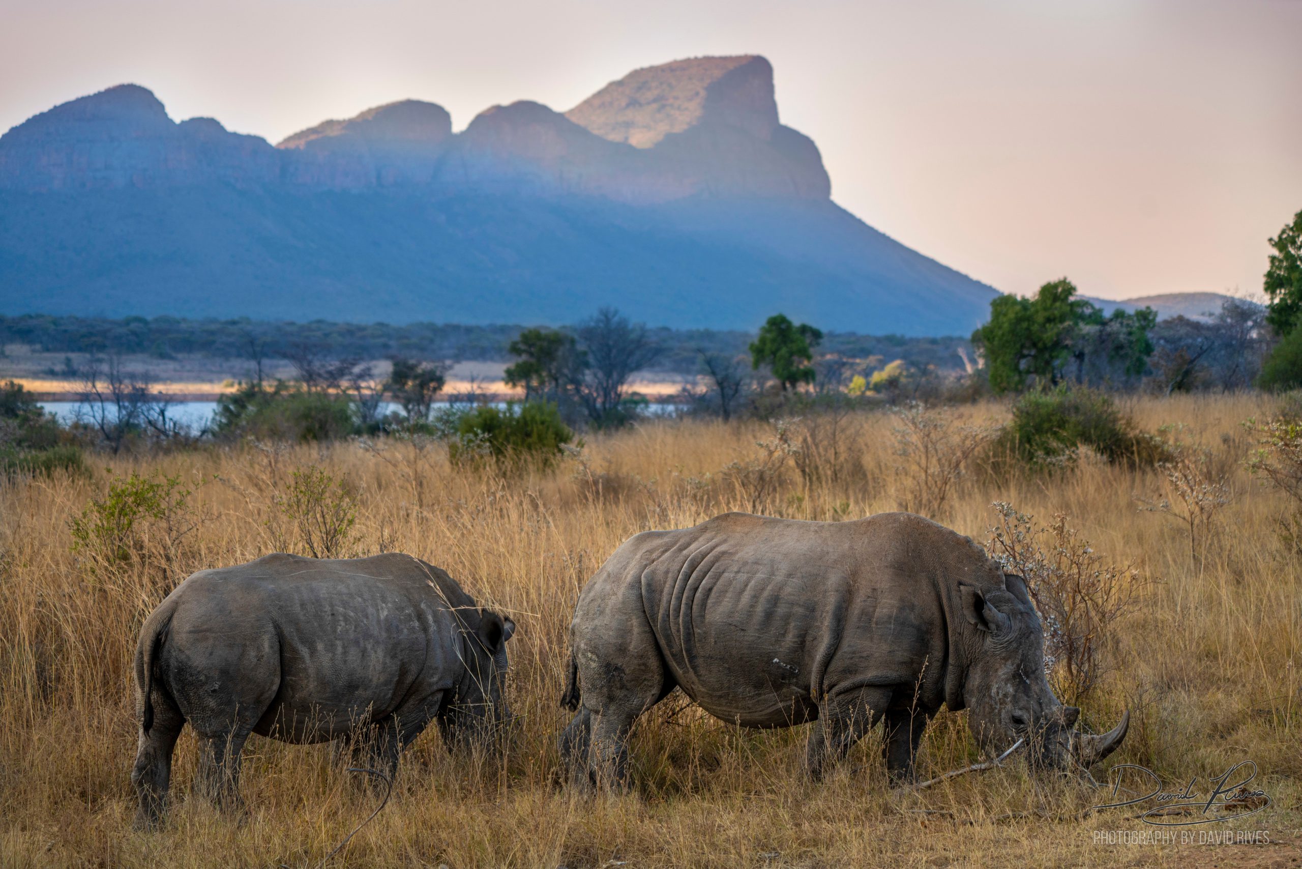 South AFRICA photo safari and creation tour with david rives – african ...