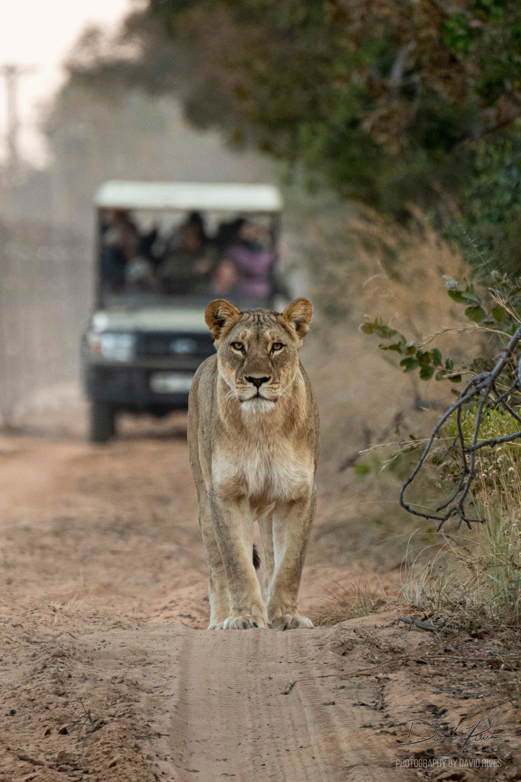 South AFRICA photo safari and creation tour with david rives – african ...