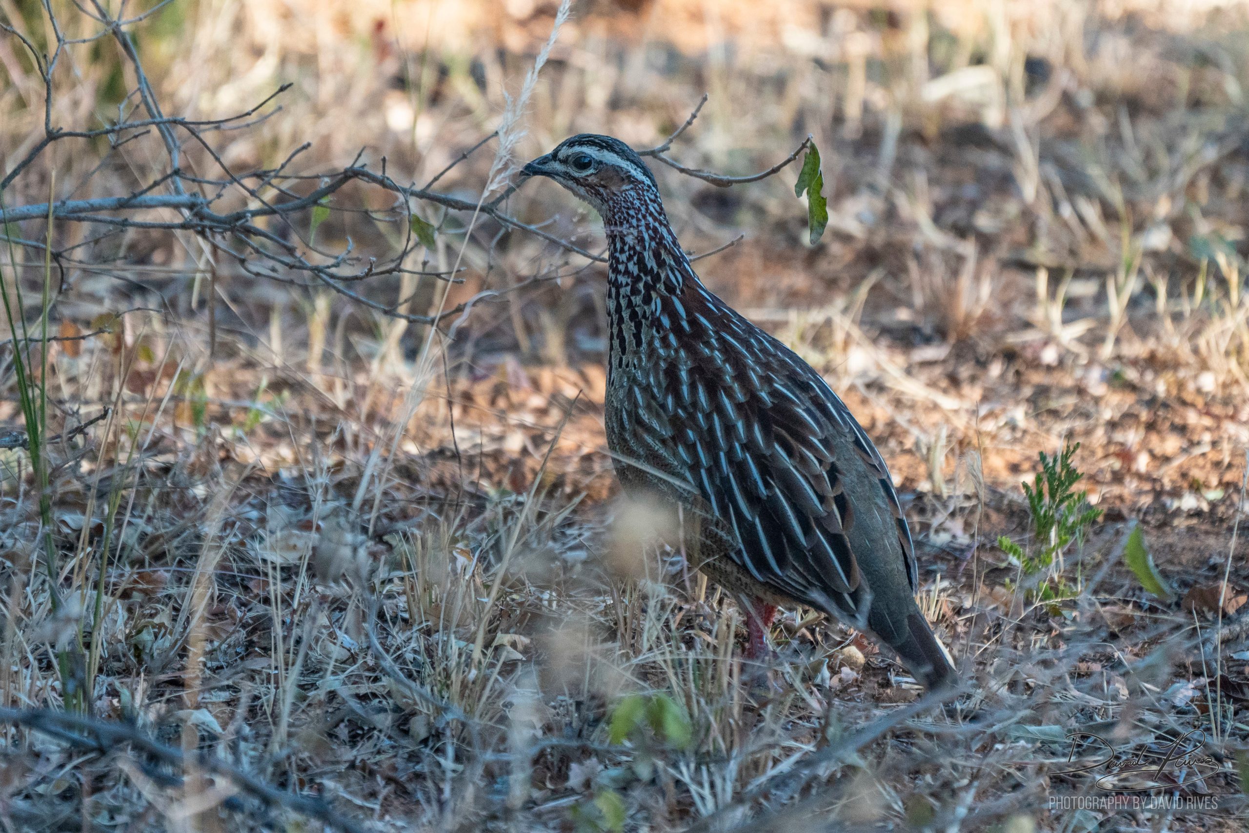 South AFRICA photo safari and creation tour with david rives – african ...