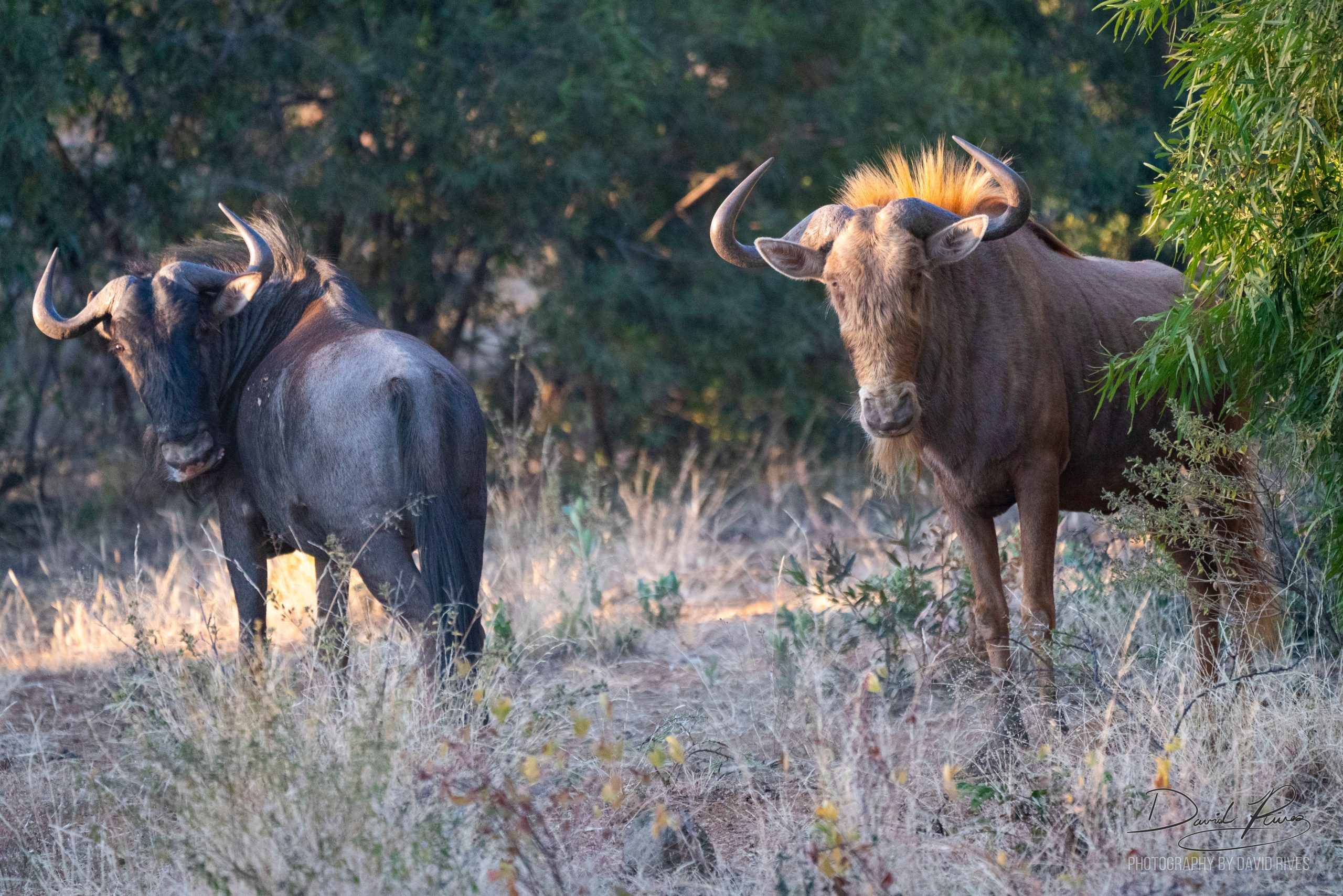 South AFRICA photo safari and creation tour with david rives – african ...