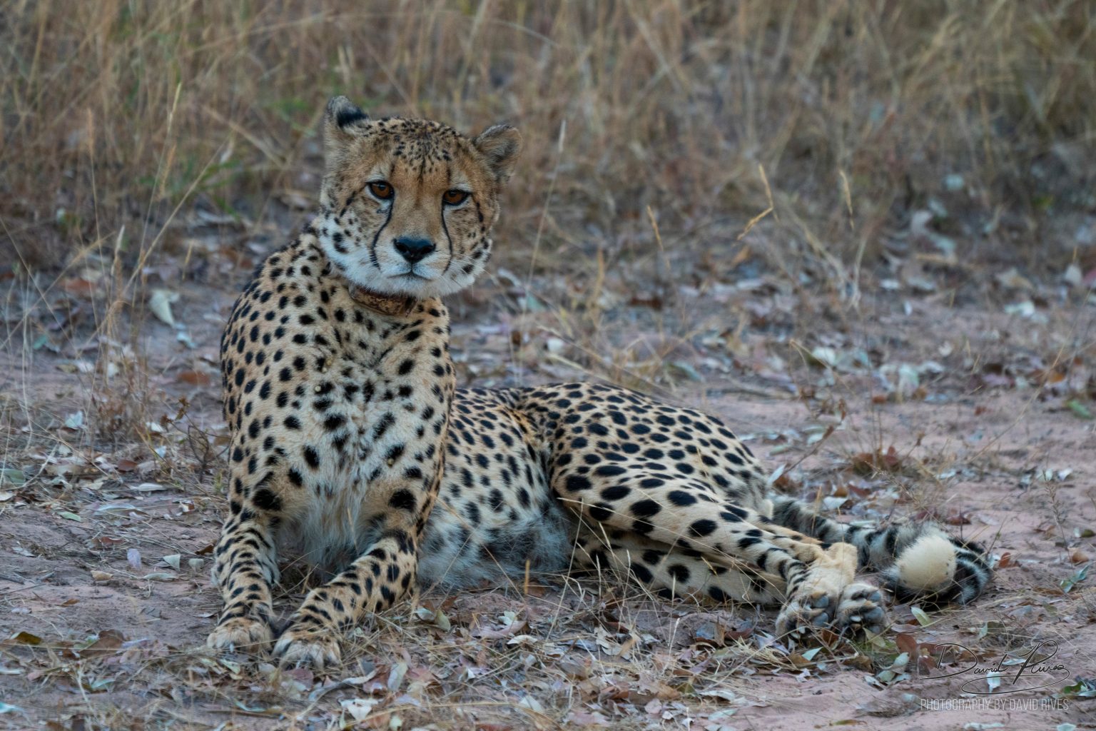 South AFRICA photo safari and creation tour with david rives – african ...