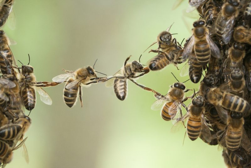 Vulture Bees Evolved or Adapted to Eat Meat? -by David Rives – David ...